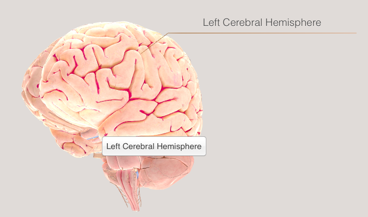 Irvine Brain Bee Study Materials - Center for the Neurobiology of ...